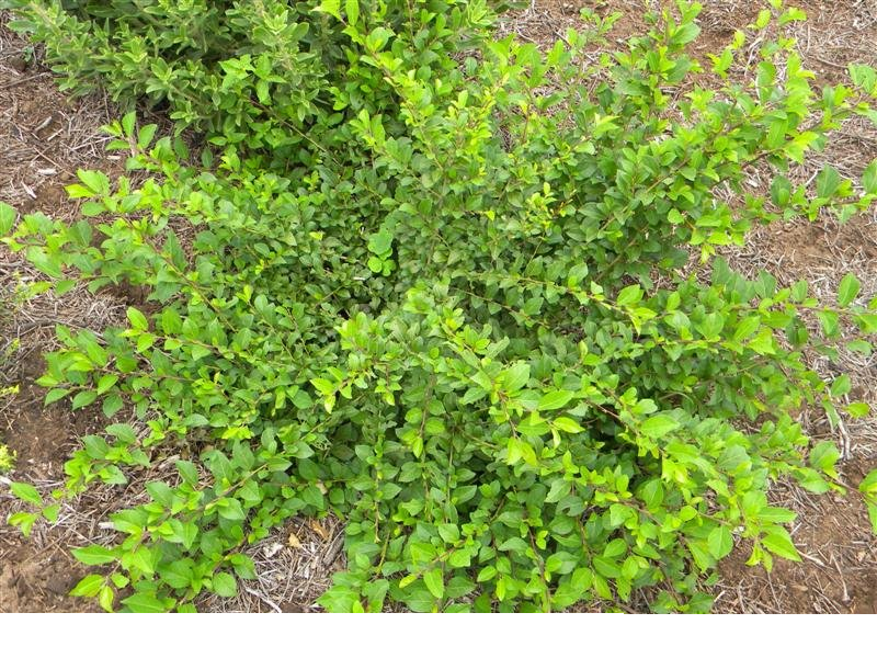 Gabaygii dunidiiba laga waa