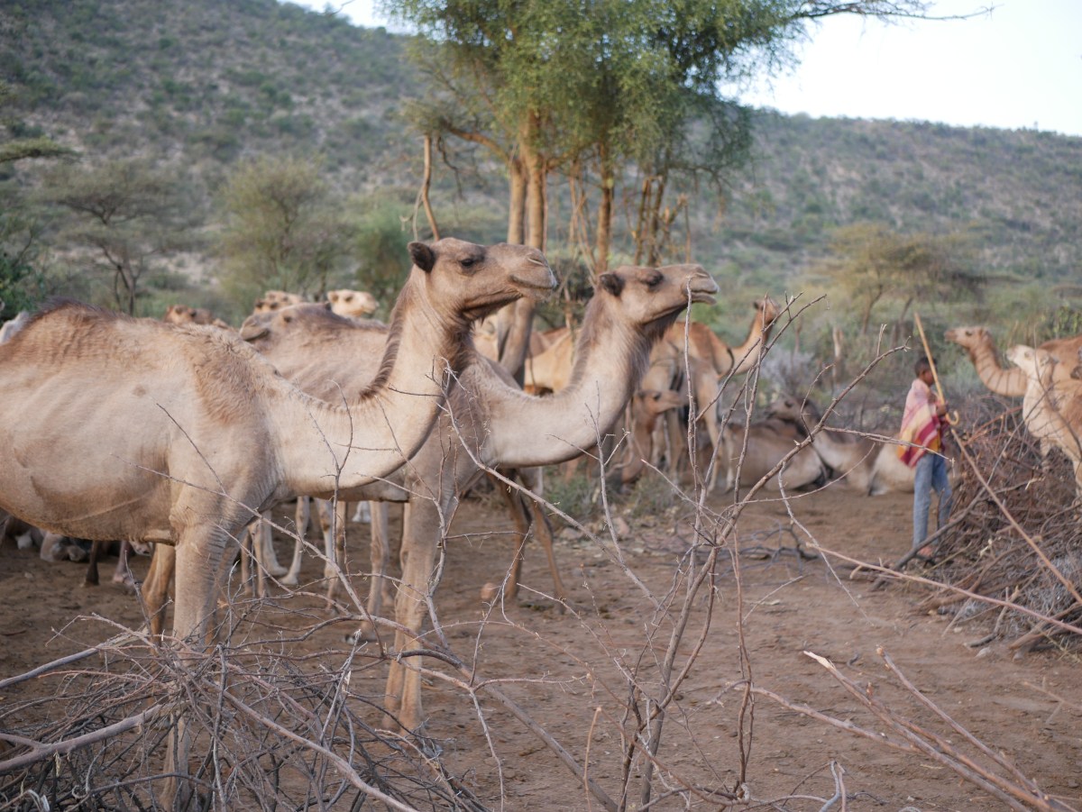 Abwaan Xuseen Cabdi Xalane