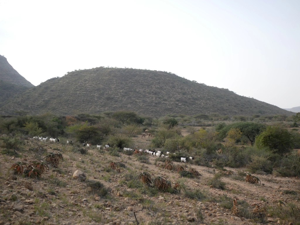 Gabaygii Cabdi Muxumed (Cabdi Sanweyne)